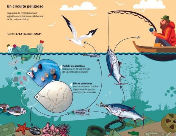 Los MICROPLÁSTICOS en la COMIDA, en el AGUA y en la ROPA 😣